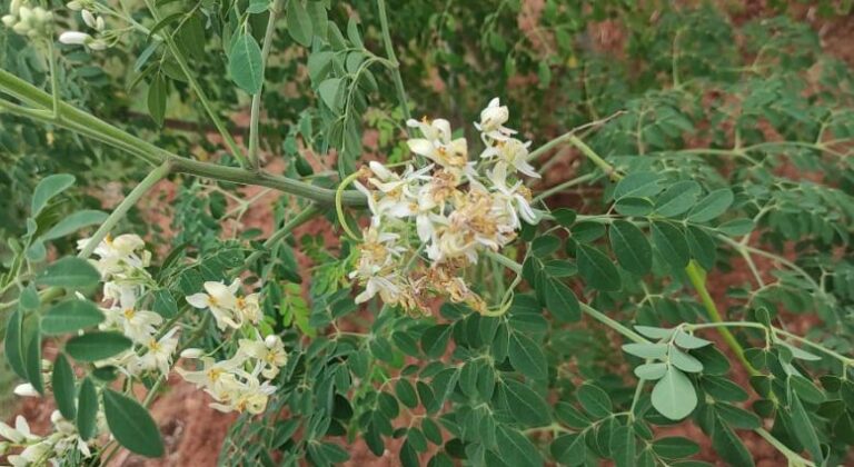 Moringa Private Label Suppliers - Buy Moringa Oleifera online Store